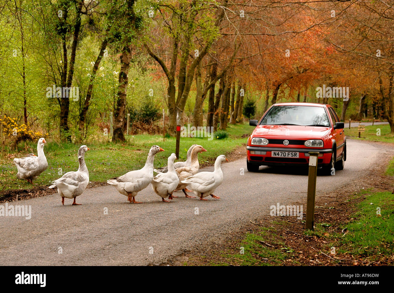 A car stops to let a gaggle of farm geese cross a quiet rural road ...