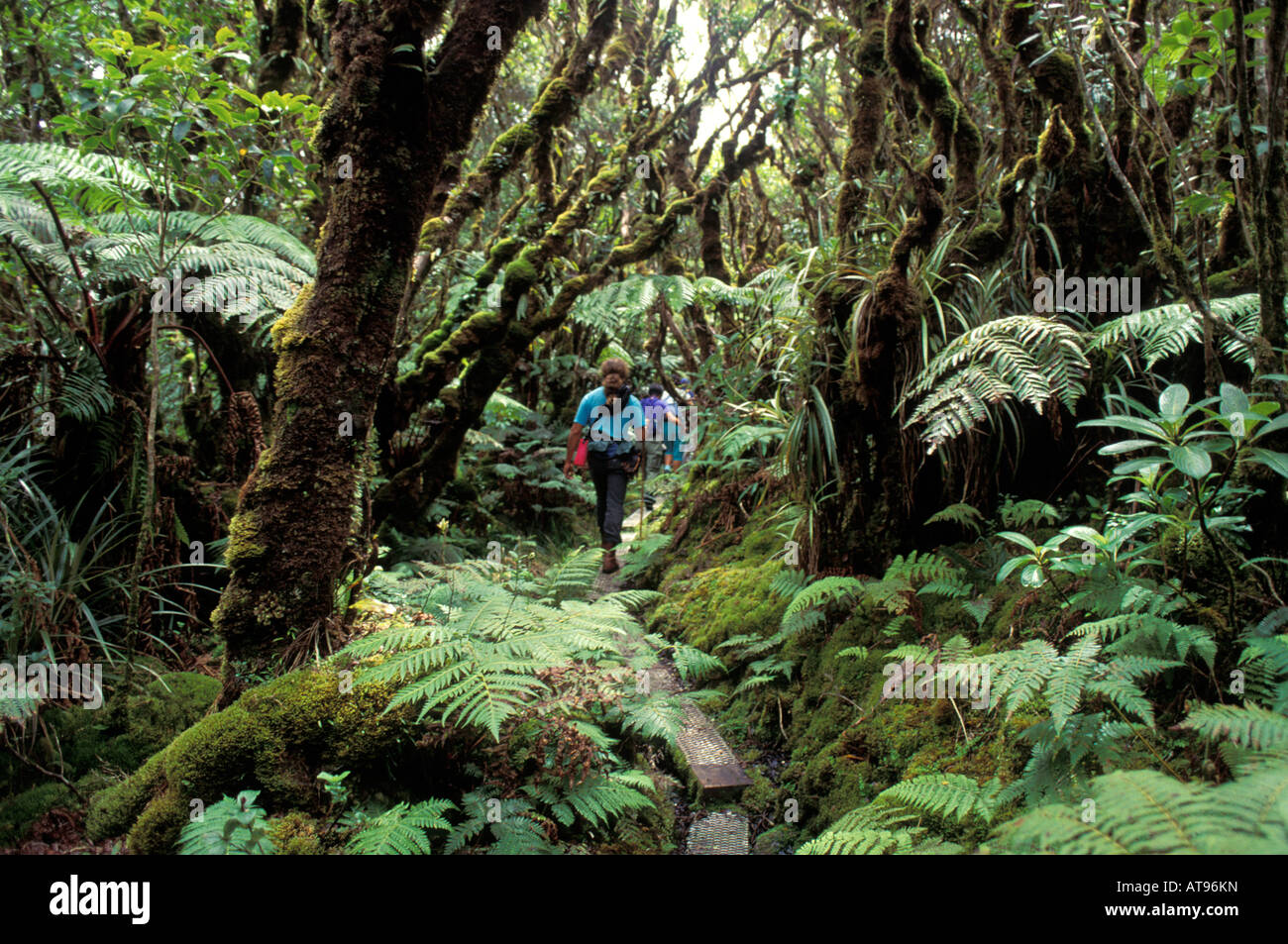 Group of people hiking the ridge trail of the Waianae mountains on Oahu ...