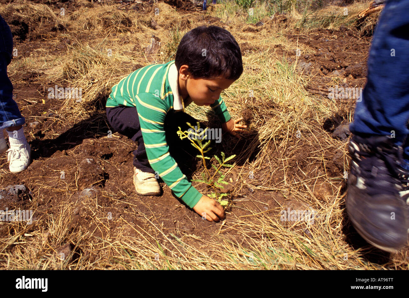 children planting koa with hands Stock Photo - Alamy