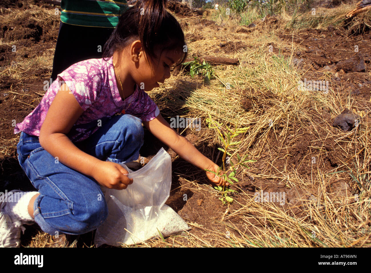 children planting koa with hands Stock Photo - Alamy