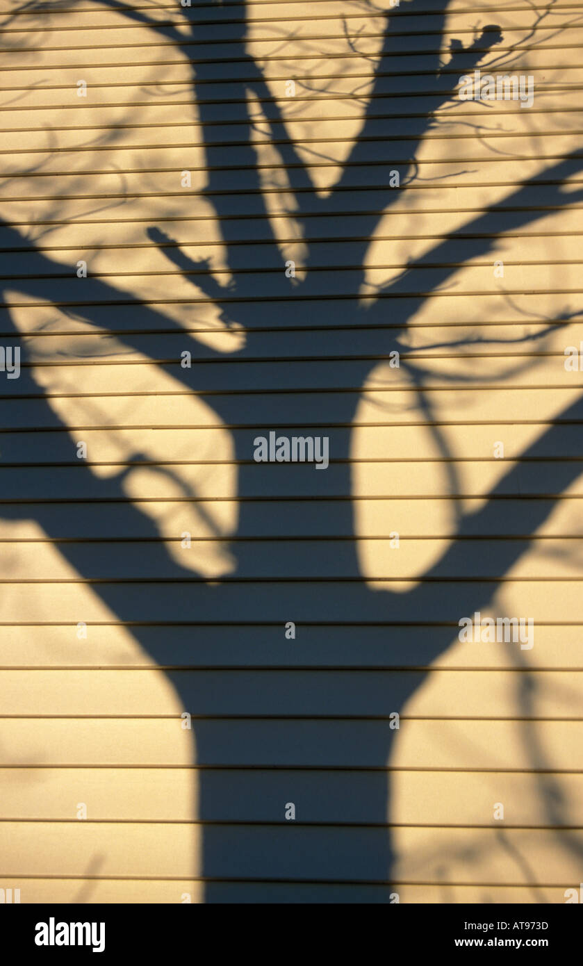 tree, shadow on wall Stock Photo - Alamy