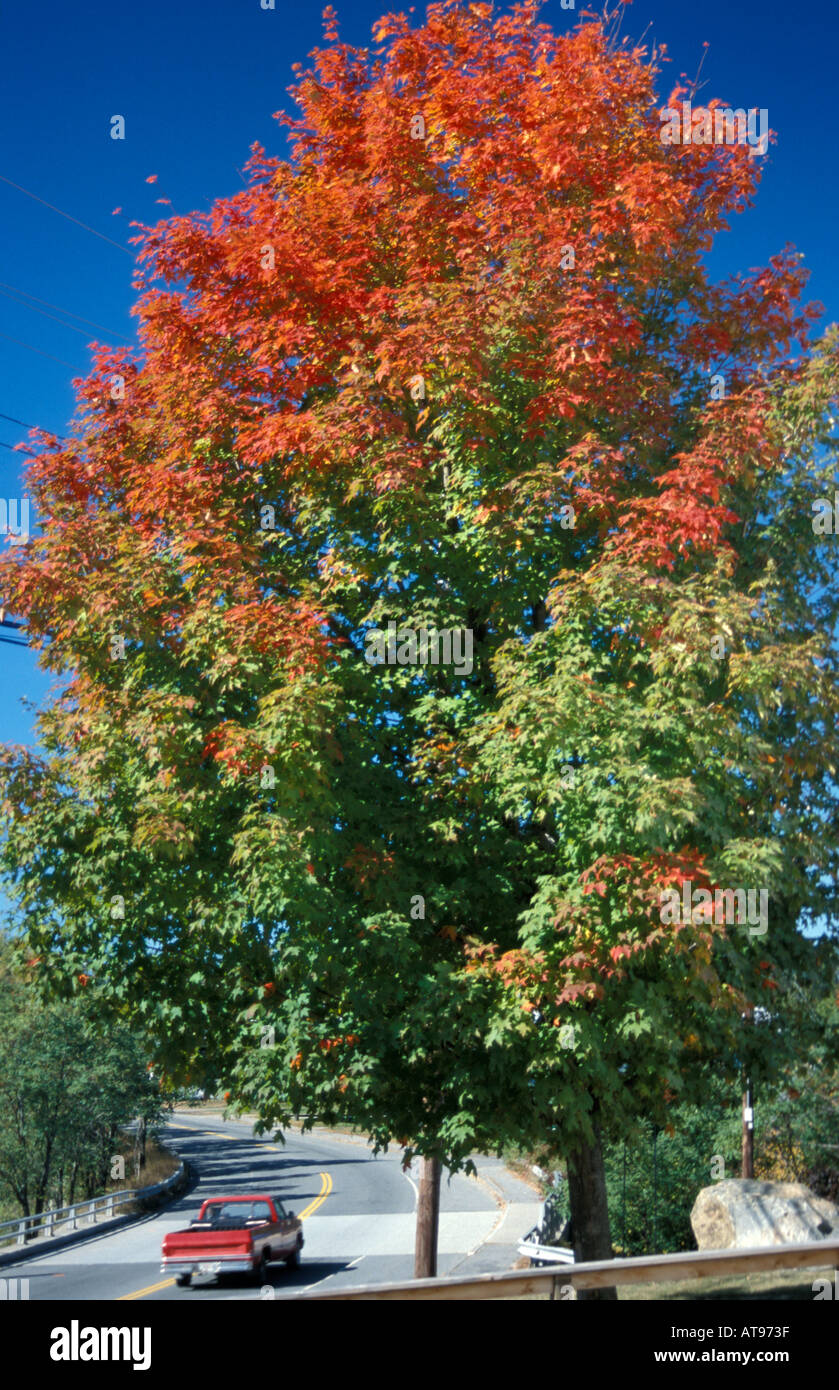 maple tree in autumn colours Stock Photo - Alamy