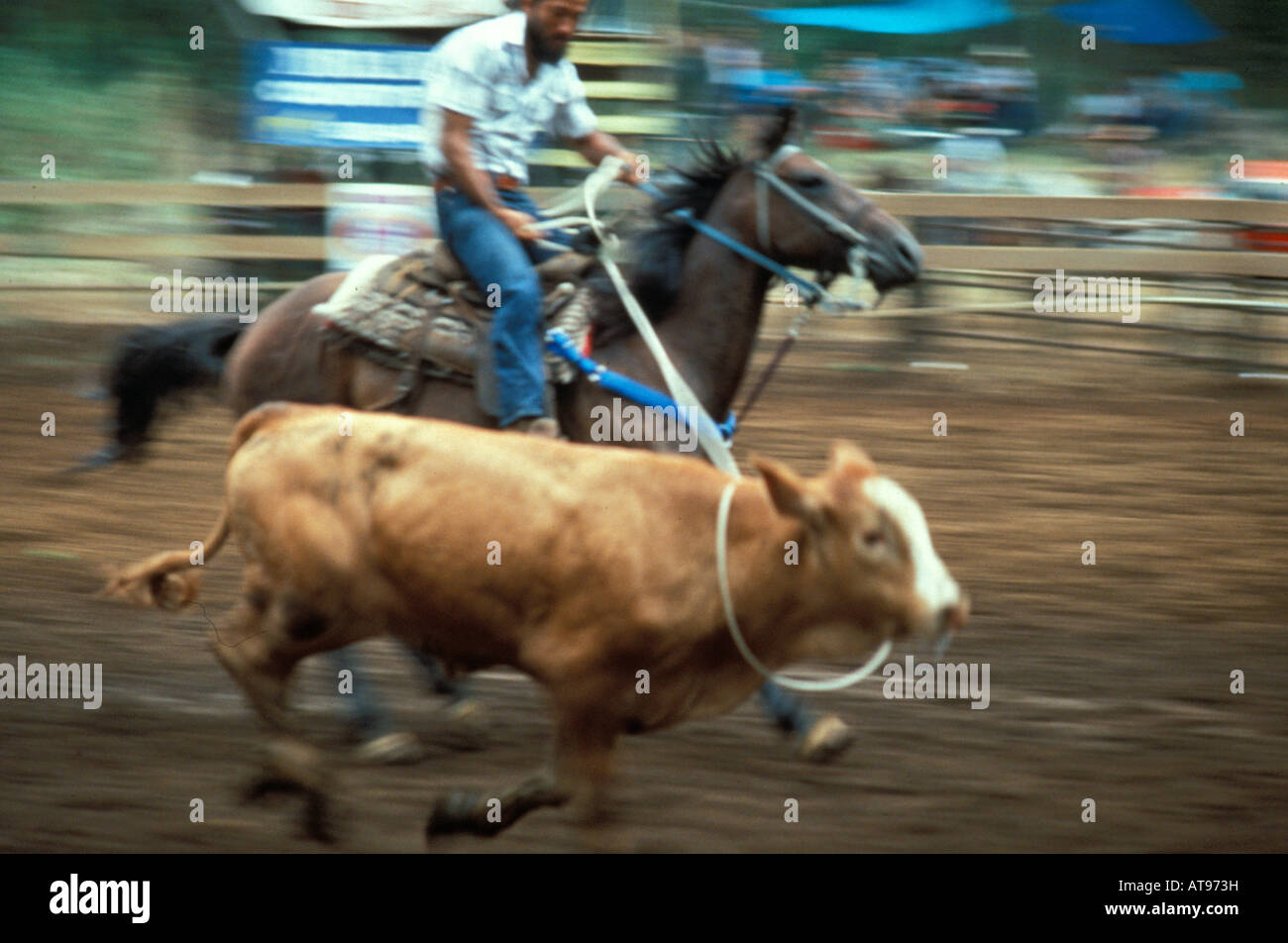 Performers at a Hawaiian rodeo in Naalehu, Hawaii Stock Photo - Alamy
