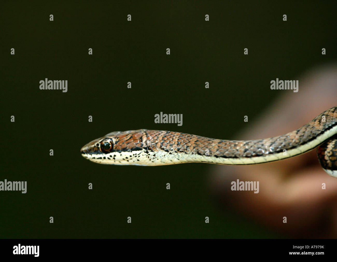 An Eastern Stripe–Bellied Sand Snake (Psammophis orientalis) on ...
