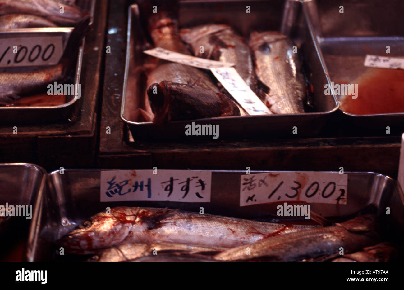 fresh fish on display at the tsukiji market. Tokyo fish market, Tokyo ...