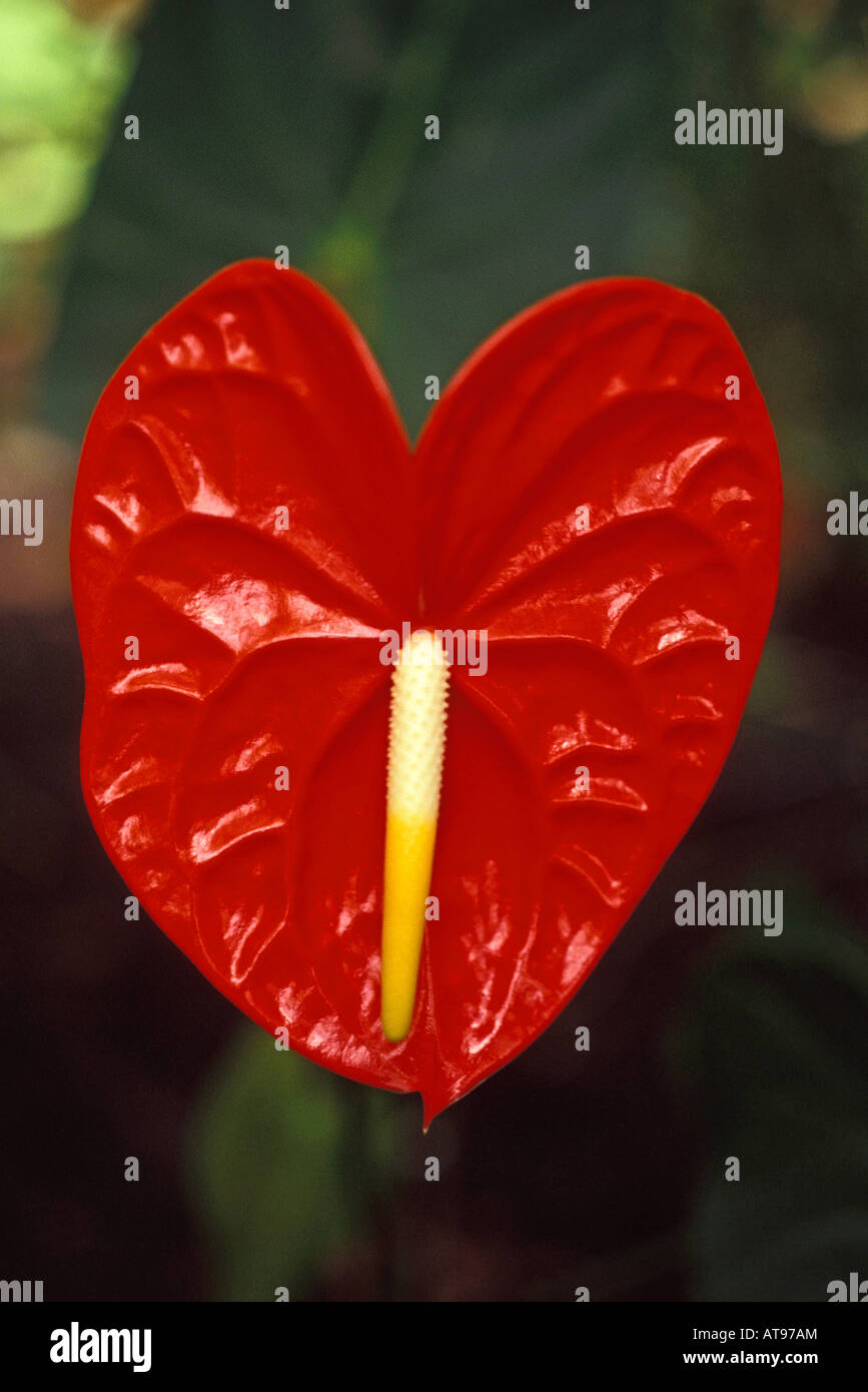A large, beautiful red heart-shaped anthurium floats against a ...