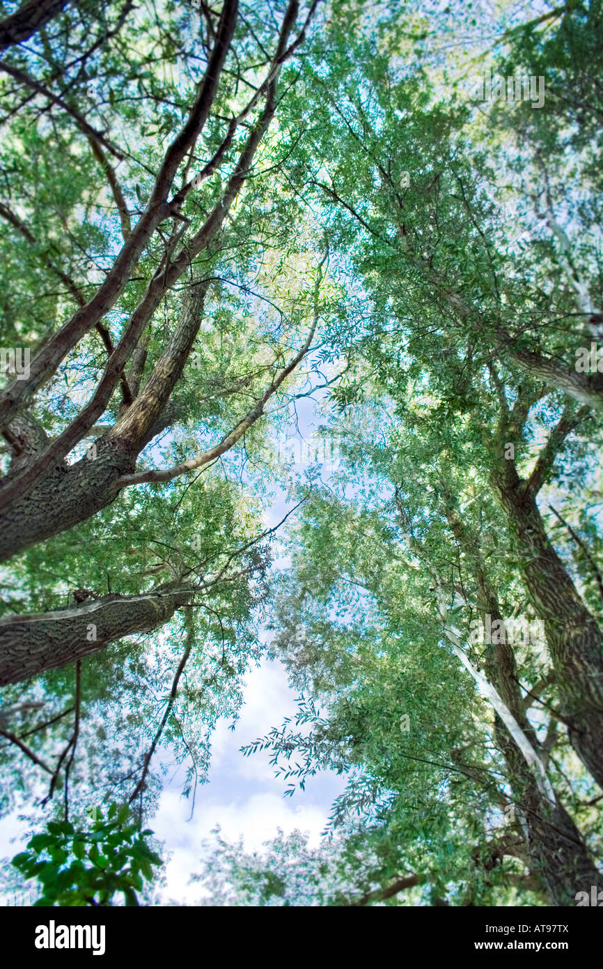 Tops of branches hi-res stock photography and images - Alamy