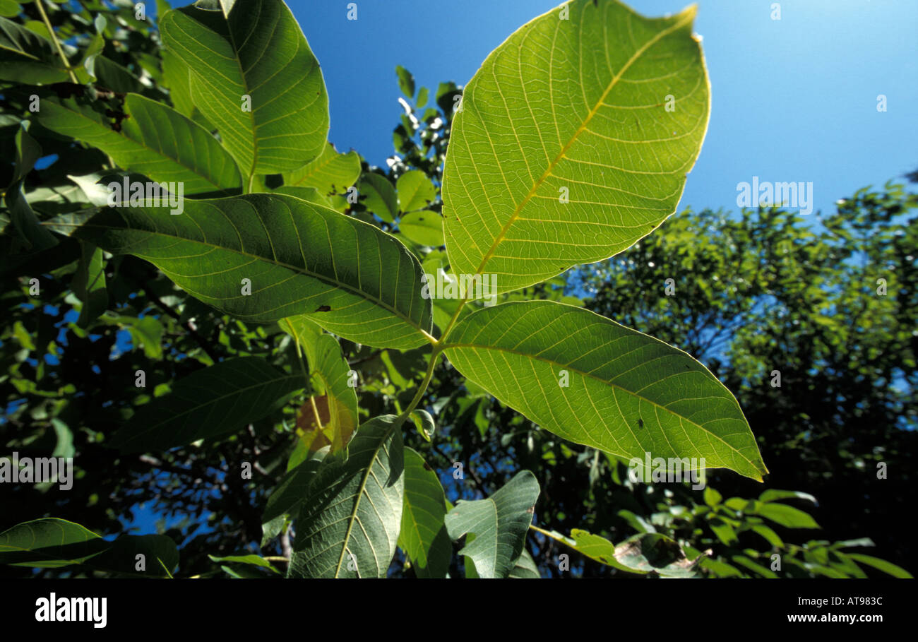 leaves of walnut tree Stock Photo - Alamy