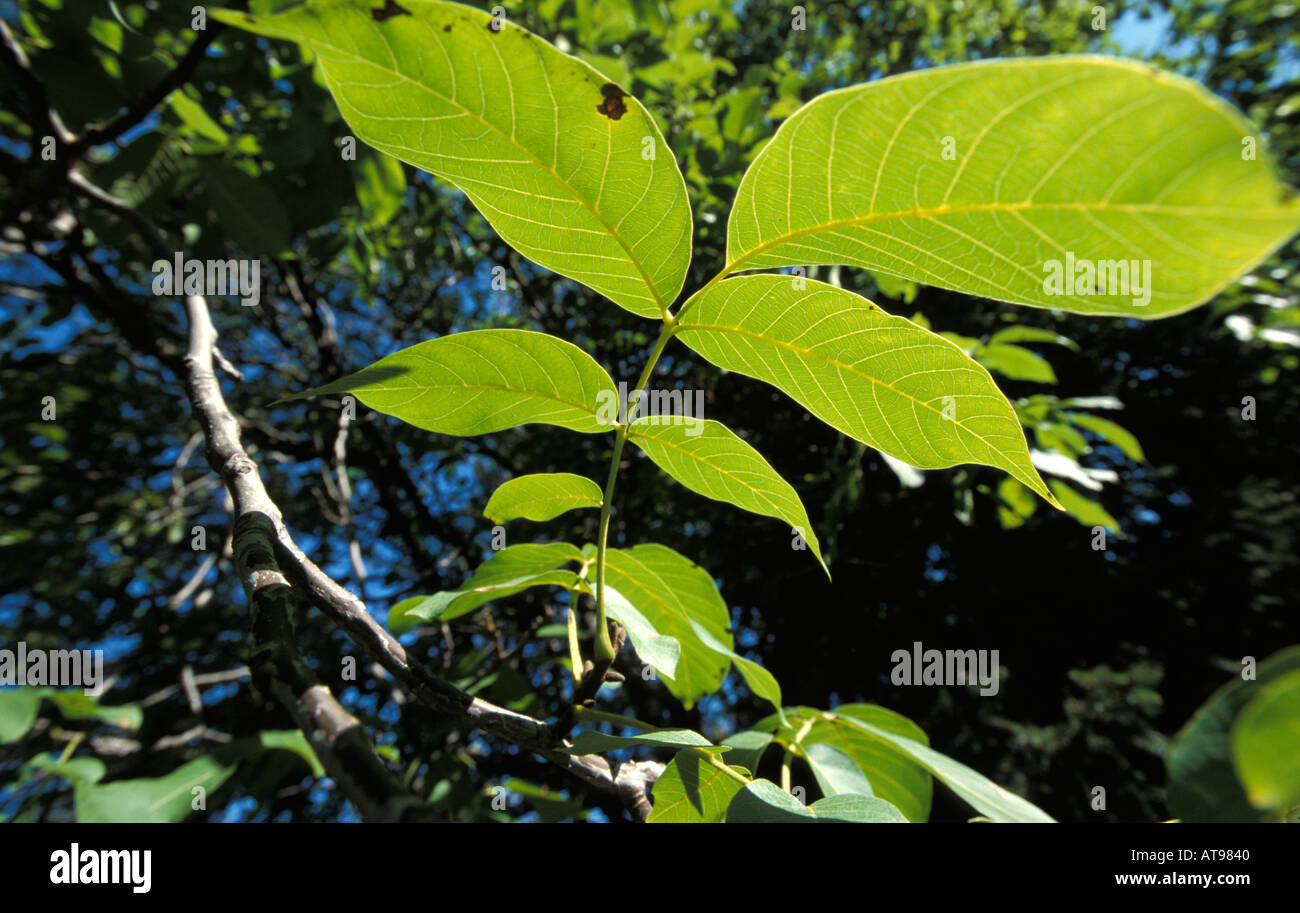 leaves of walnut tree Stock Photo - Alamy