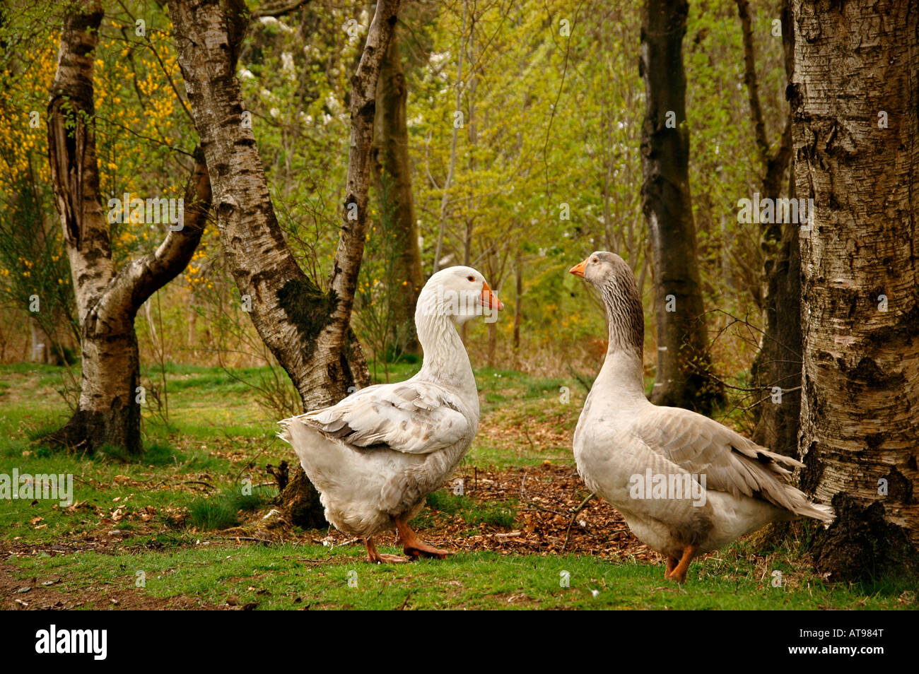 Farmyard geese forage for food in woods at spring time Stock Photo - Alamy