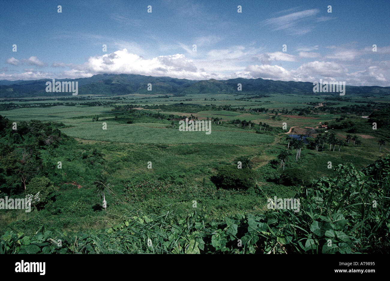 Lush vegetation of the Cuban countryside, cuba Stock Photo - Alamy