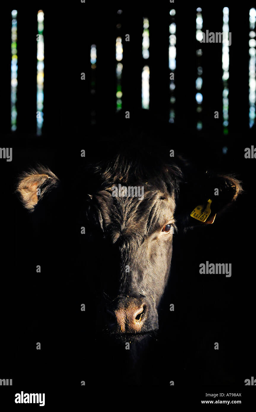 black bull partially lit in a slatted barn Stock Photo - Alamy
