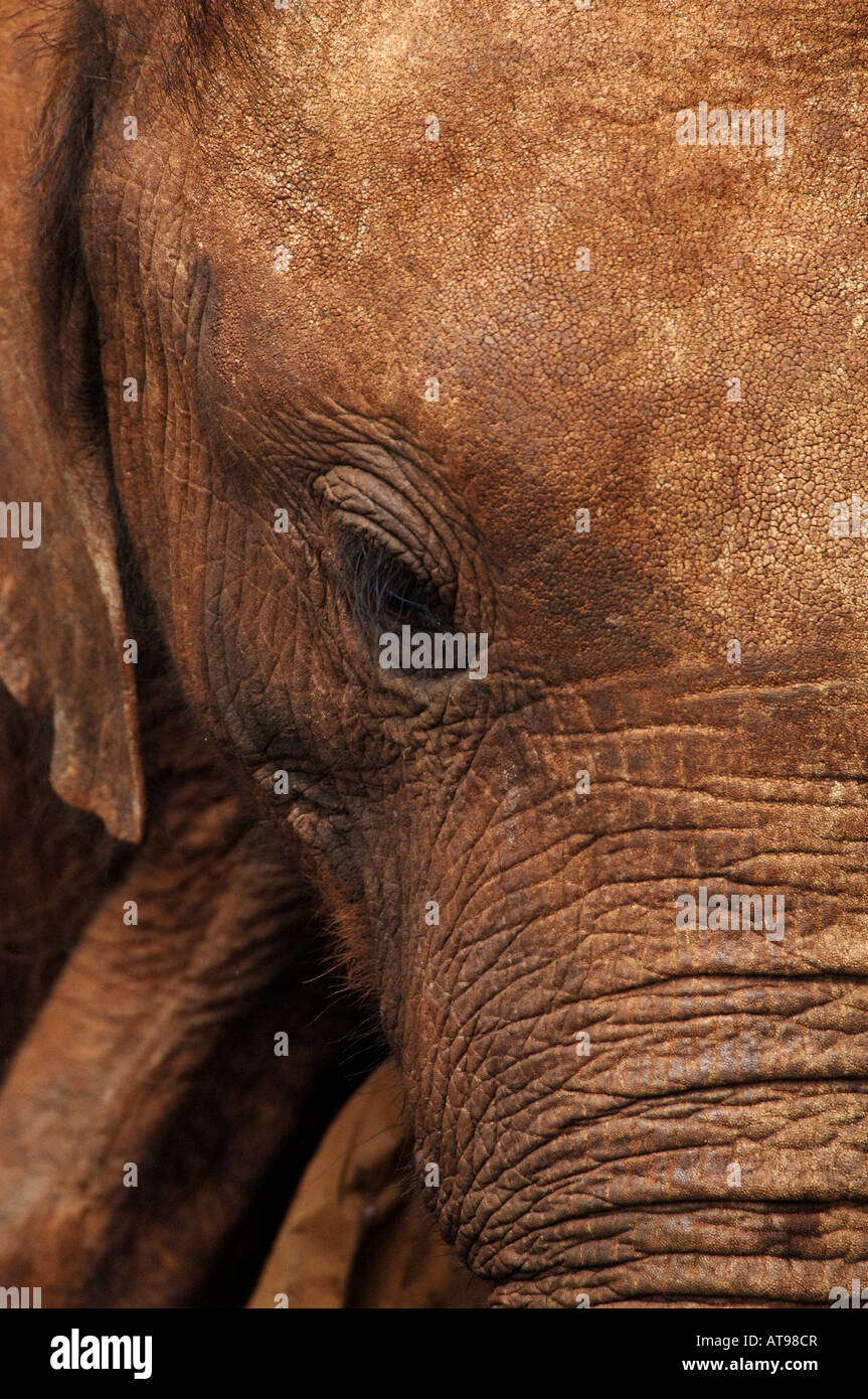 An elephant, Kenya Stock Photo - Alamy