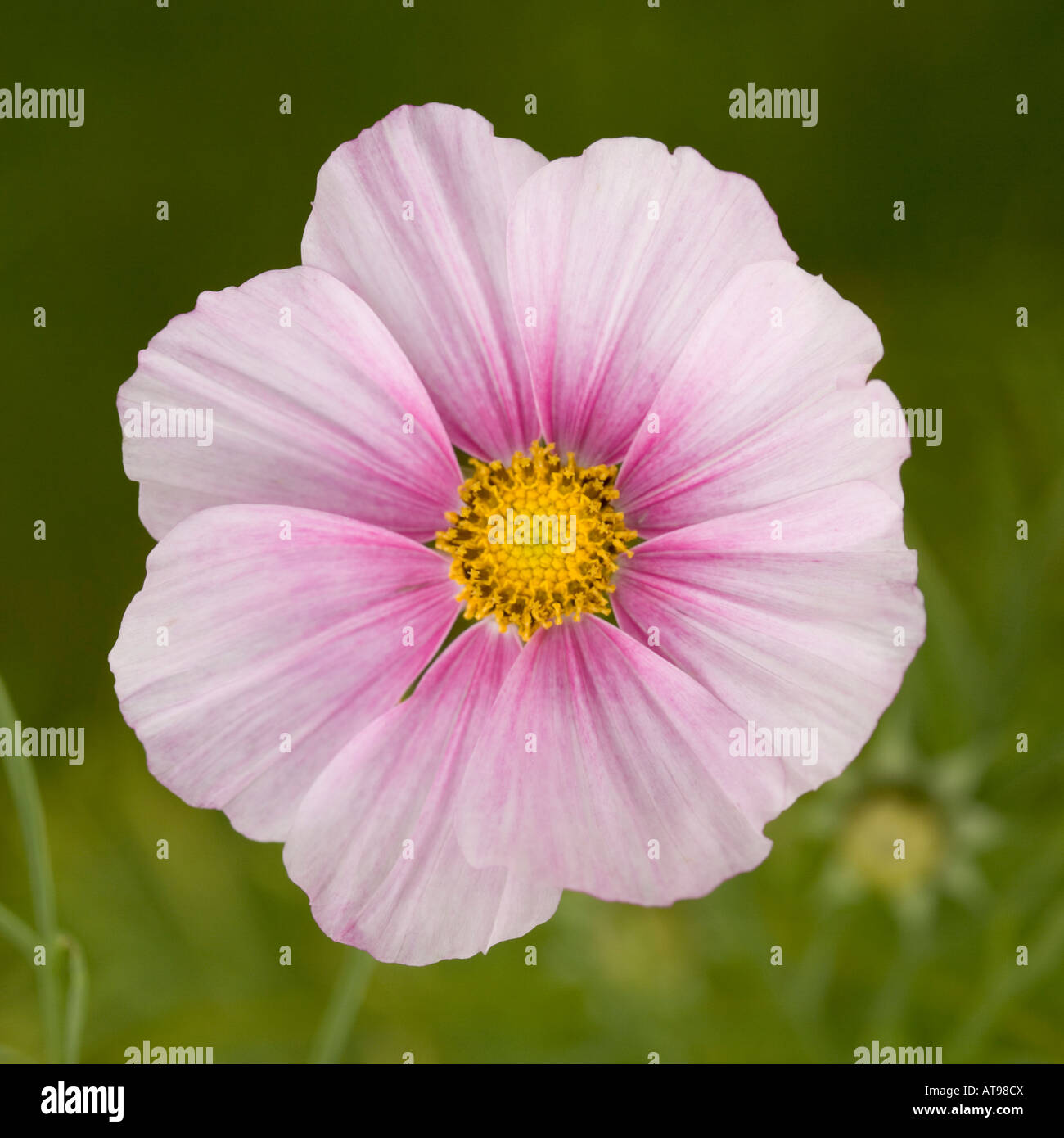 Single pink cosmos flower hi-res stock photography and images - Alamy