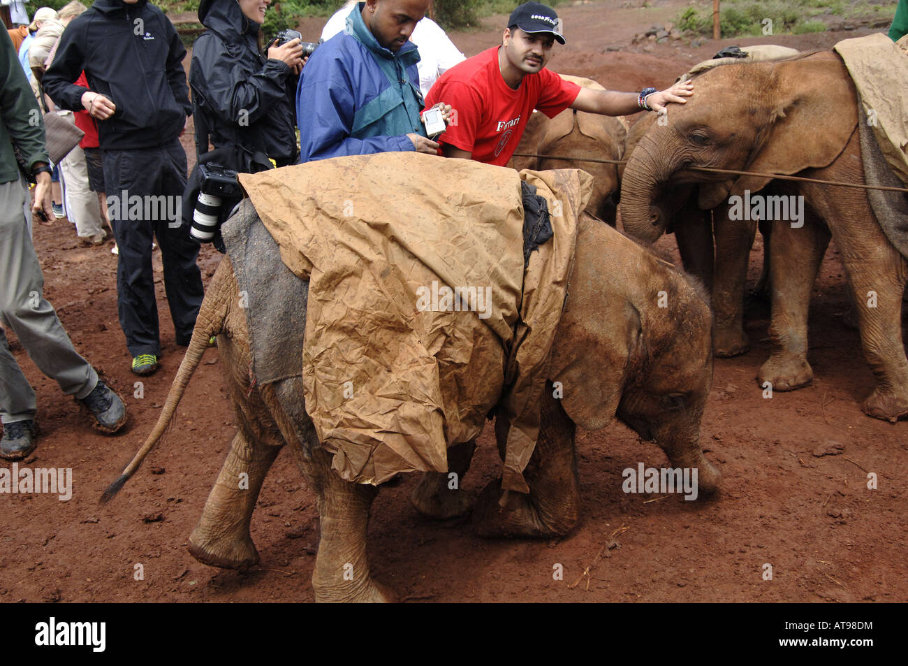 Elephants, Kenya, Africa Stock Photo - Alamy