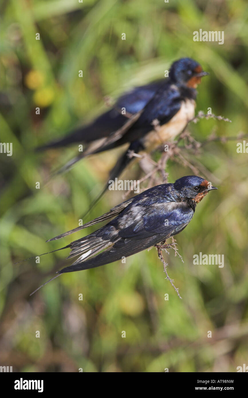 Barn Swallow Hirundo rustica perched with a group whilst on migration ...