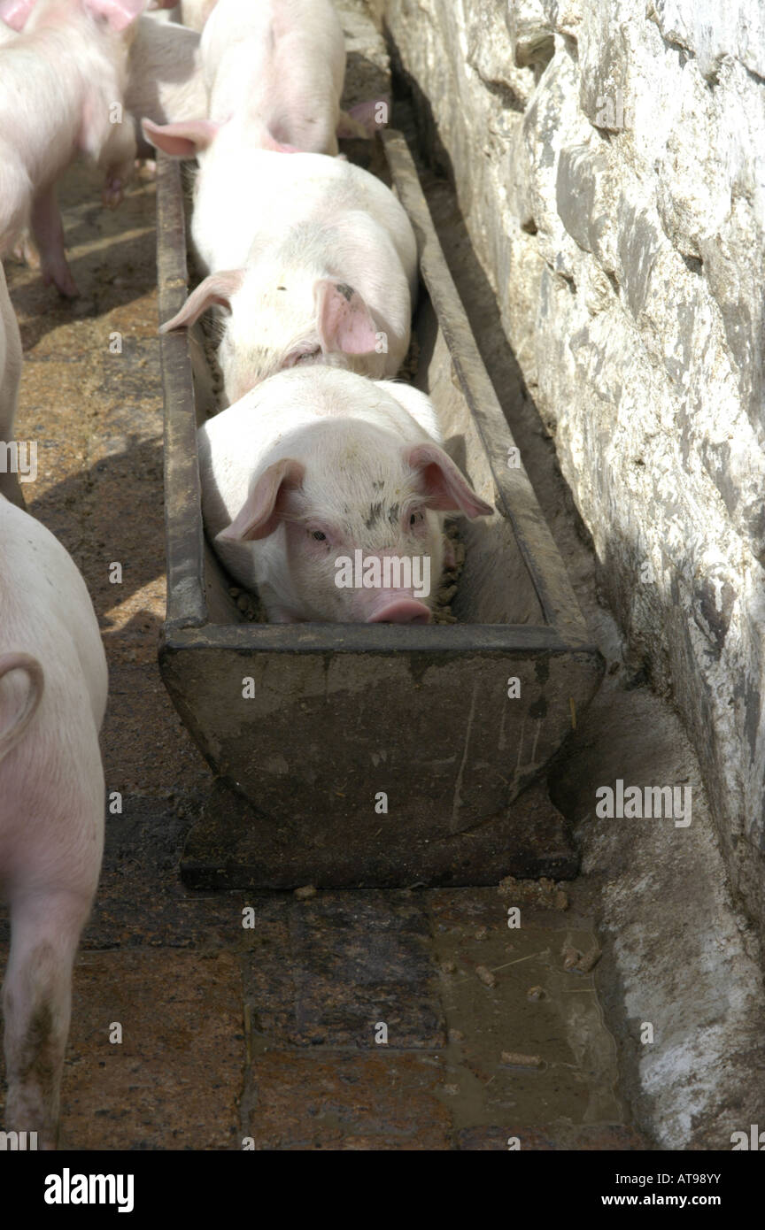 Piglets feeding in a trough Stock Photo - Alamy