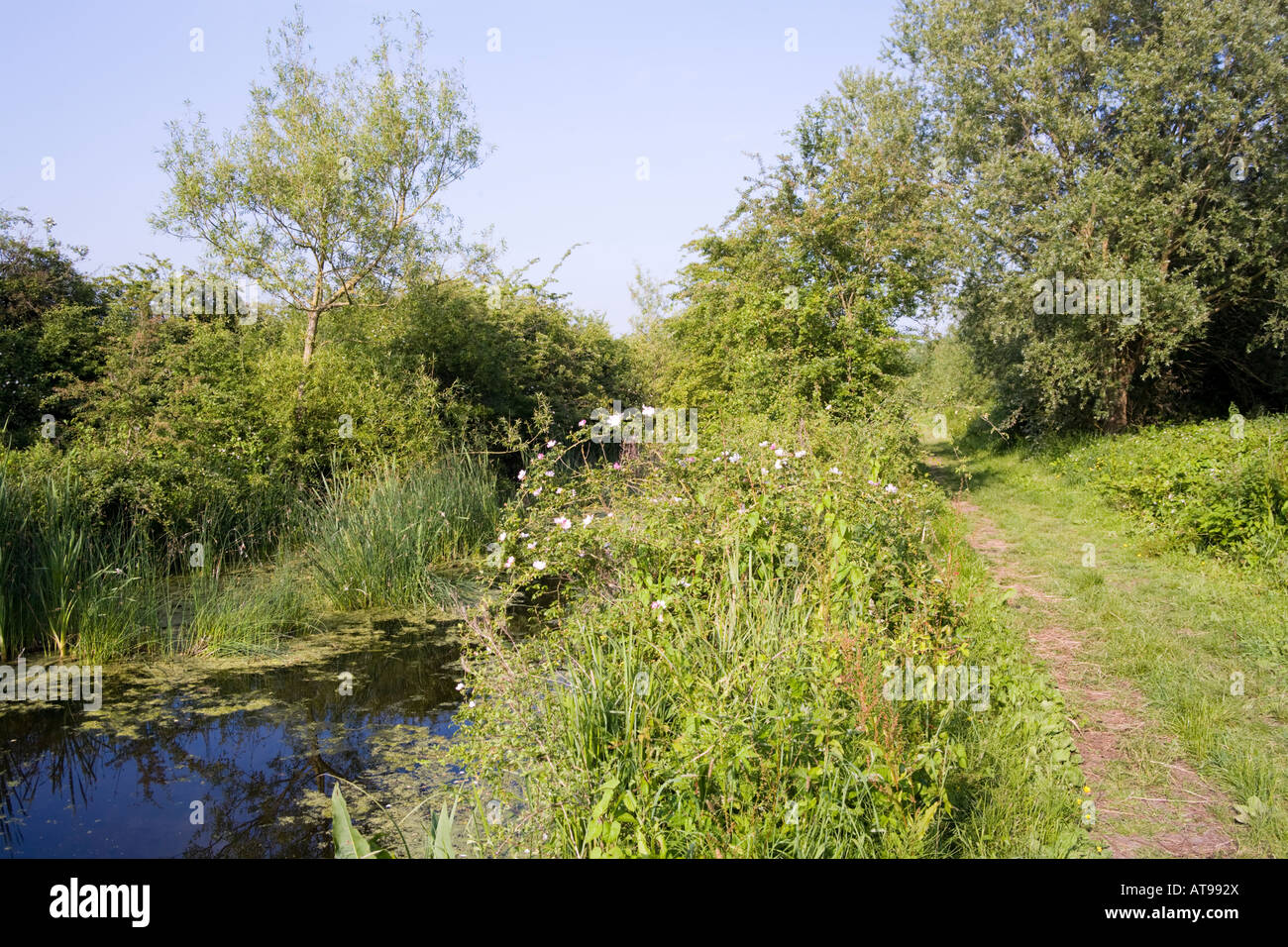 Early Summer At The Coombe Hill Canal And Meadows Nature Reserve