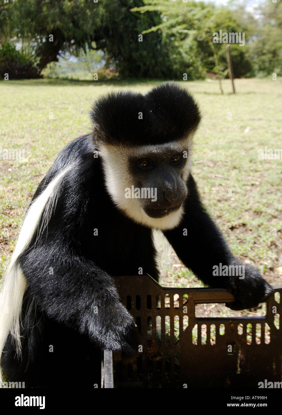 Born Free Foundation Stock Photos & Born Free Foundation Stock Images ...