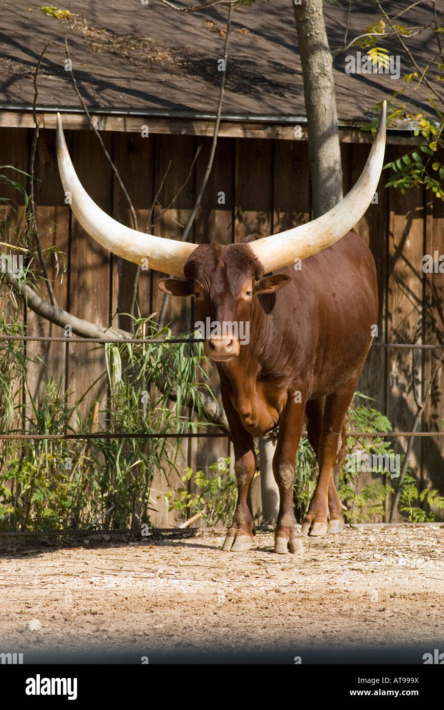 A large Ankore chews it s cud at the Houston Zoo Texas USA Stock Photo ...