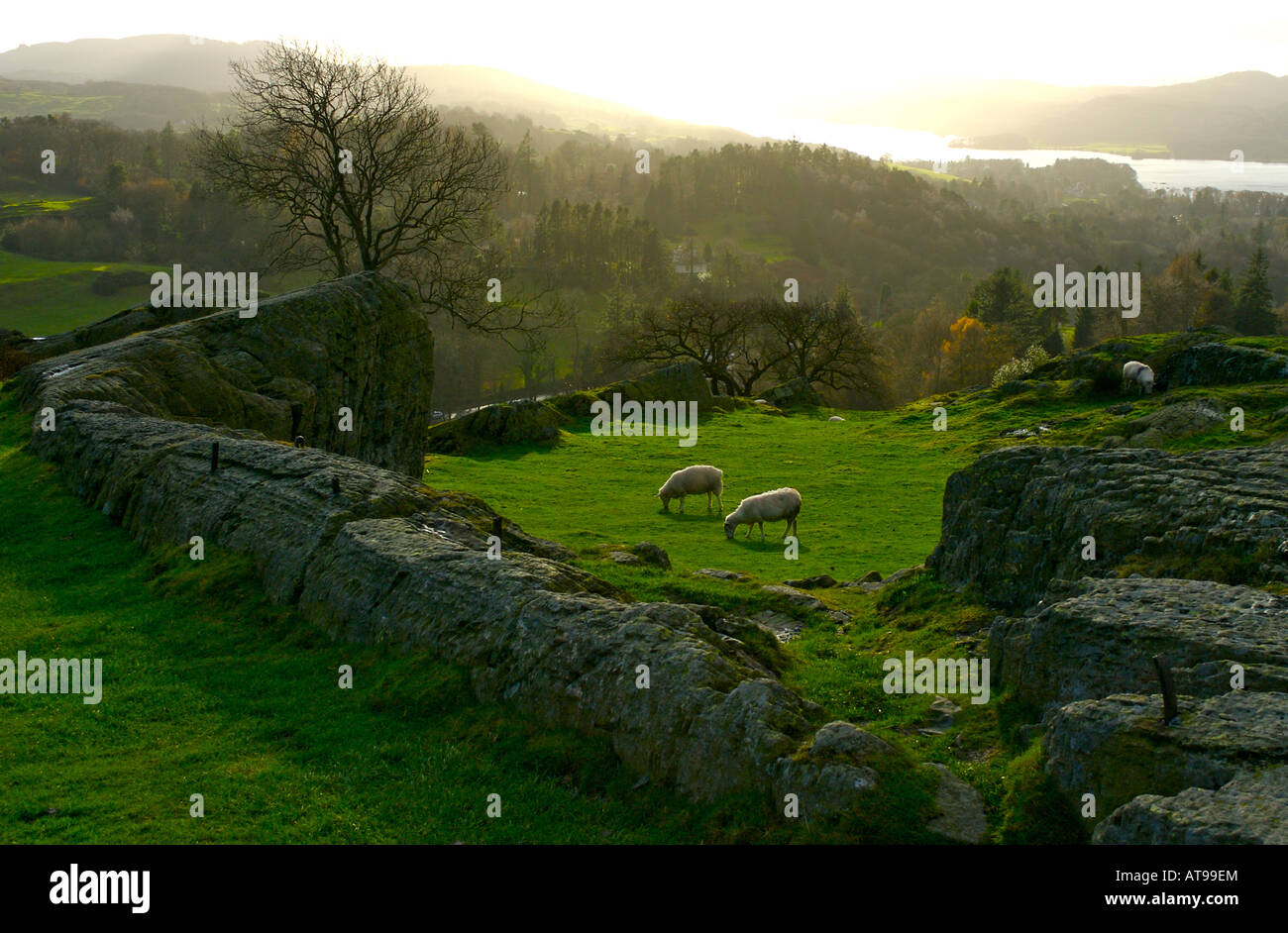 Sheep on Brant Fell overlooking Lake Windermere, Lake District National ...