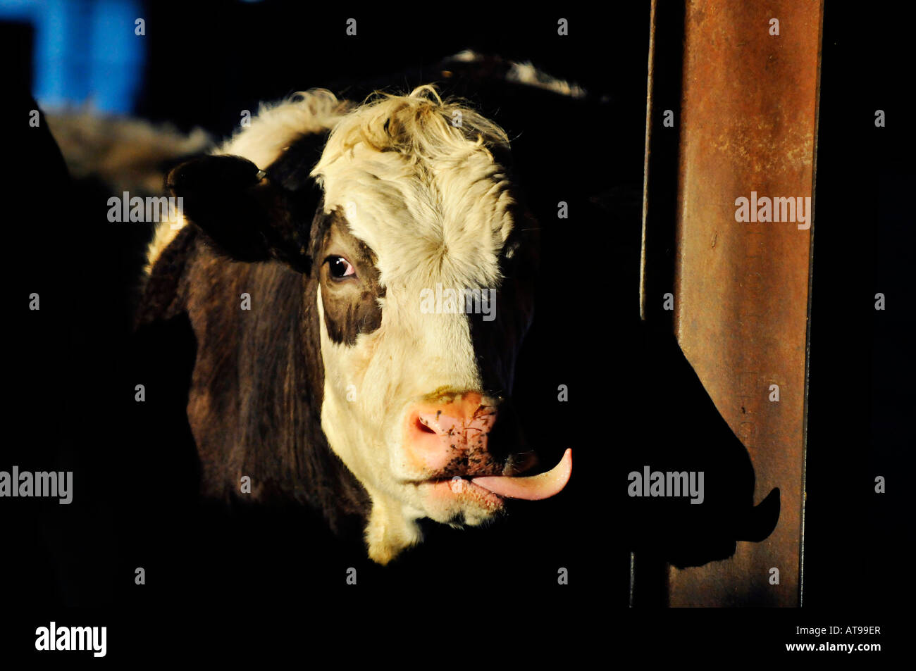 brown and white bull in a barn Stock Photo - Alamy