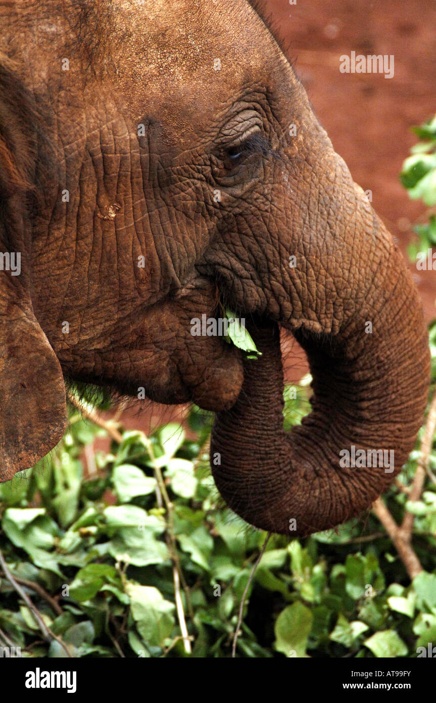 Elephants kenya hi-res stock photography and images - Alamy