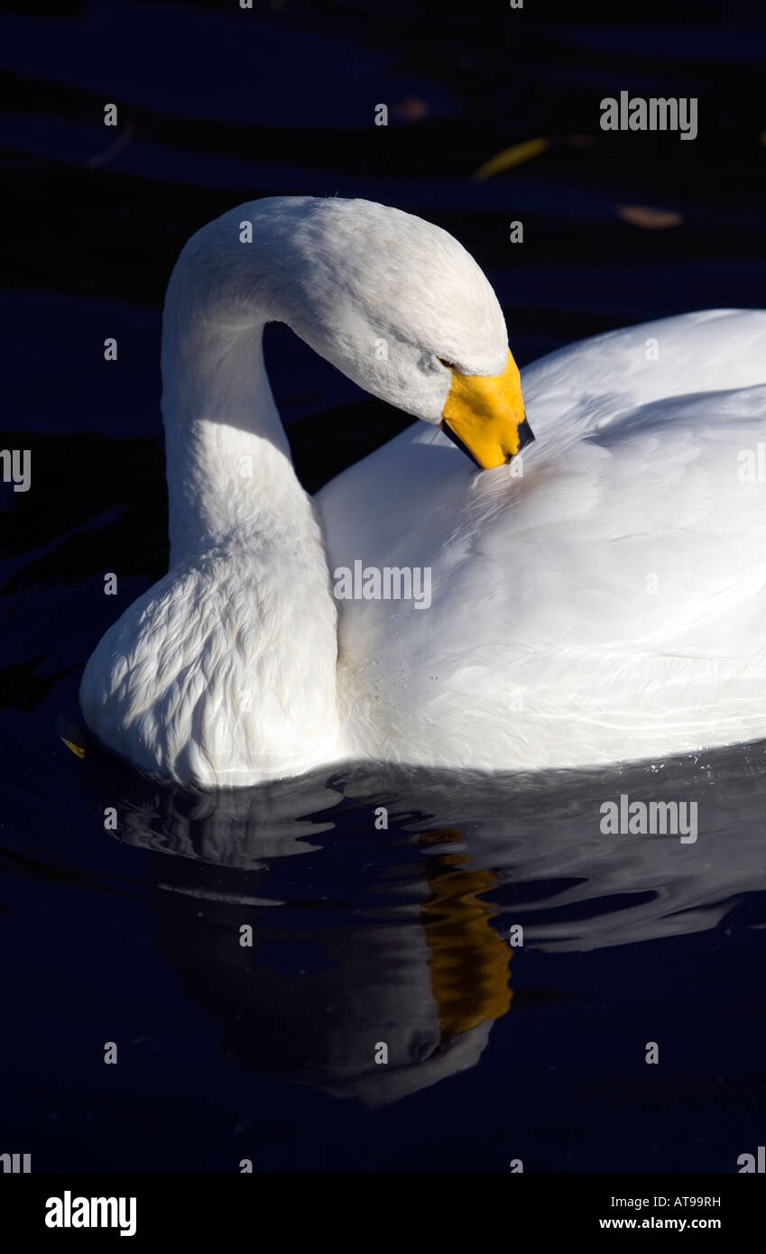 Embedded on feathers hi-res stock photography and images - Alamy