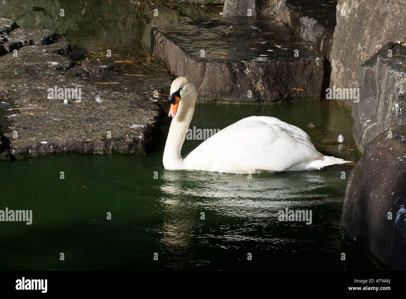 A swan swimming near rocks Stock Photo - Alamy