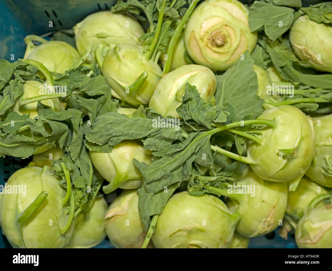 Kohlrabi Brassica oleraceaacephala fresh vegetable for sale Stock Photo ...