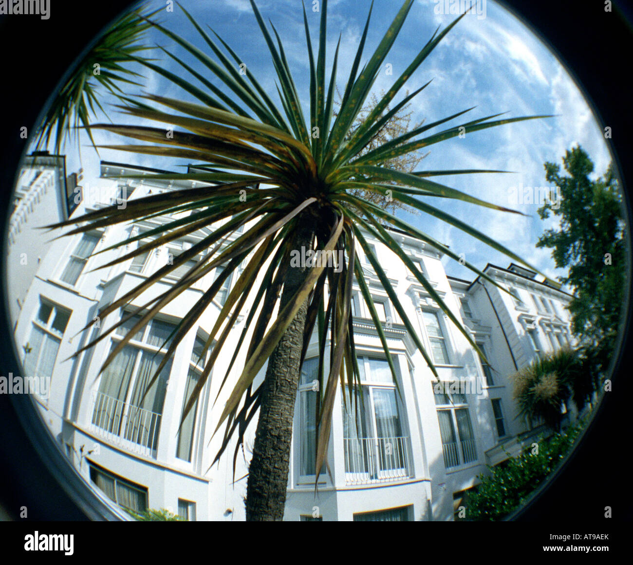 Fisheye view of tree in garden of London house Stock Photo - Alamy