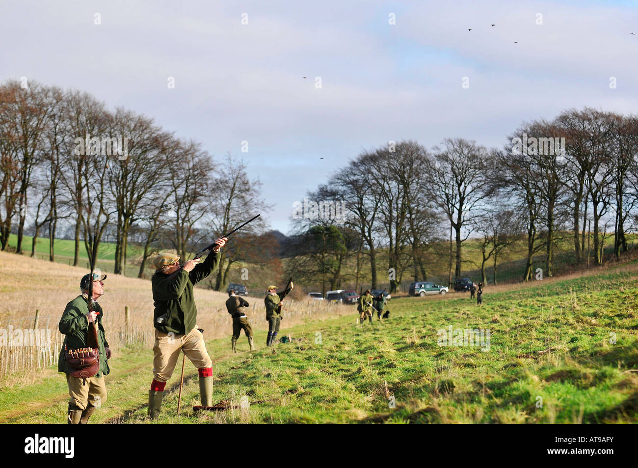 pheasant shoot in the wiltshire countryside Stock Photo - Alamy