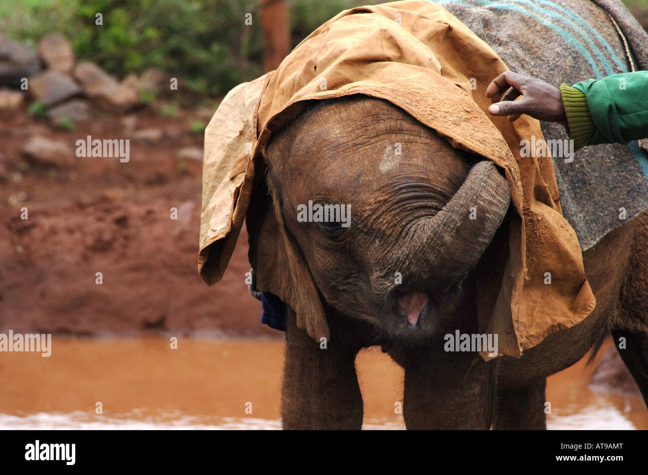 An elephant, Kenya Stock Photo - Alamy