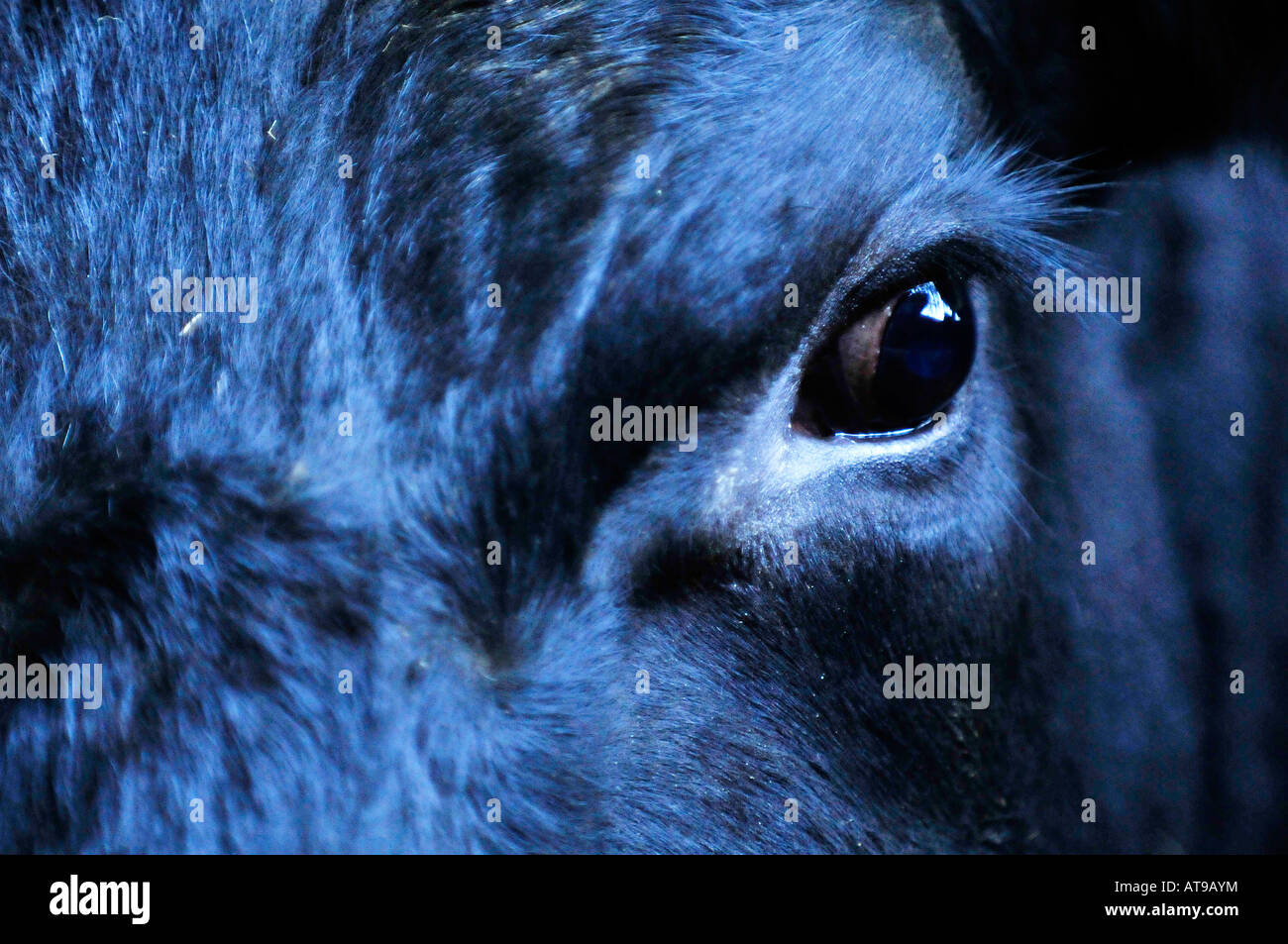 Bull's eye cow hi-res stock photography and images - Alamy