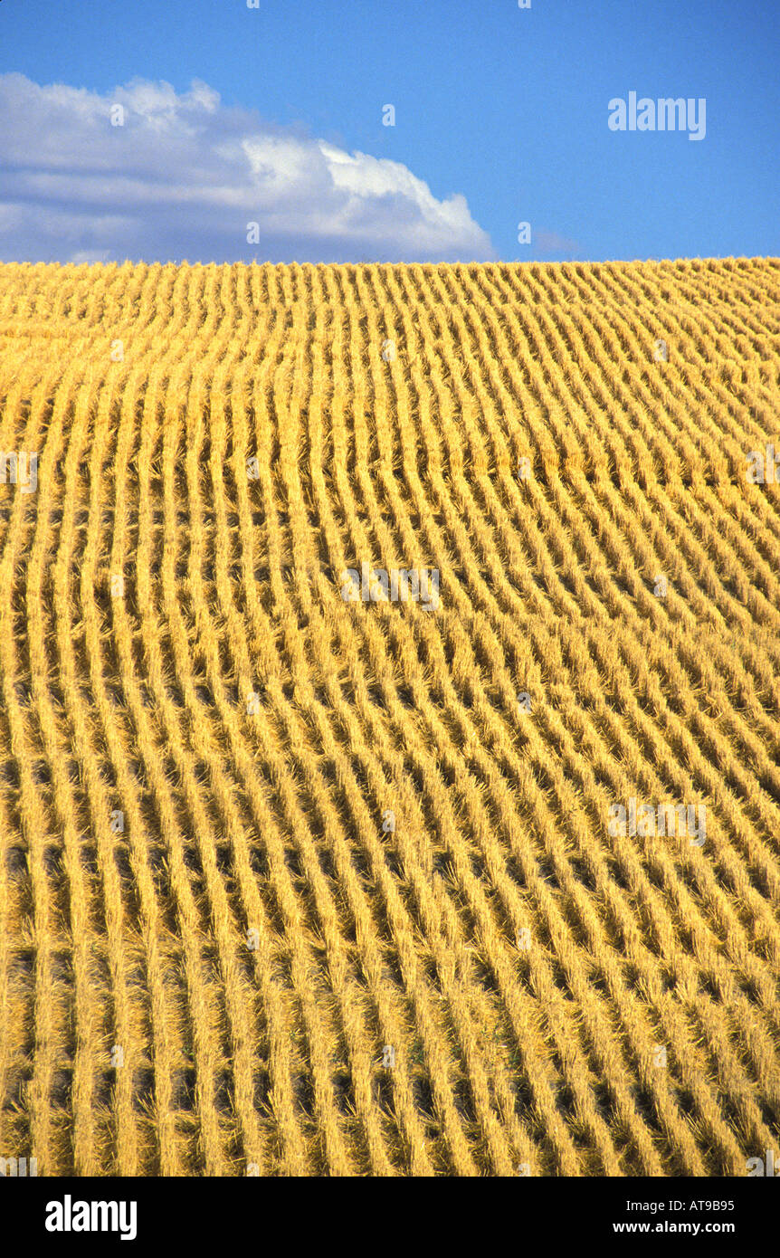 field of freshly cut wheat California Stock Photo - Alamy