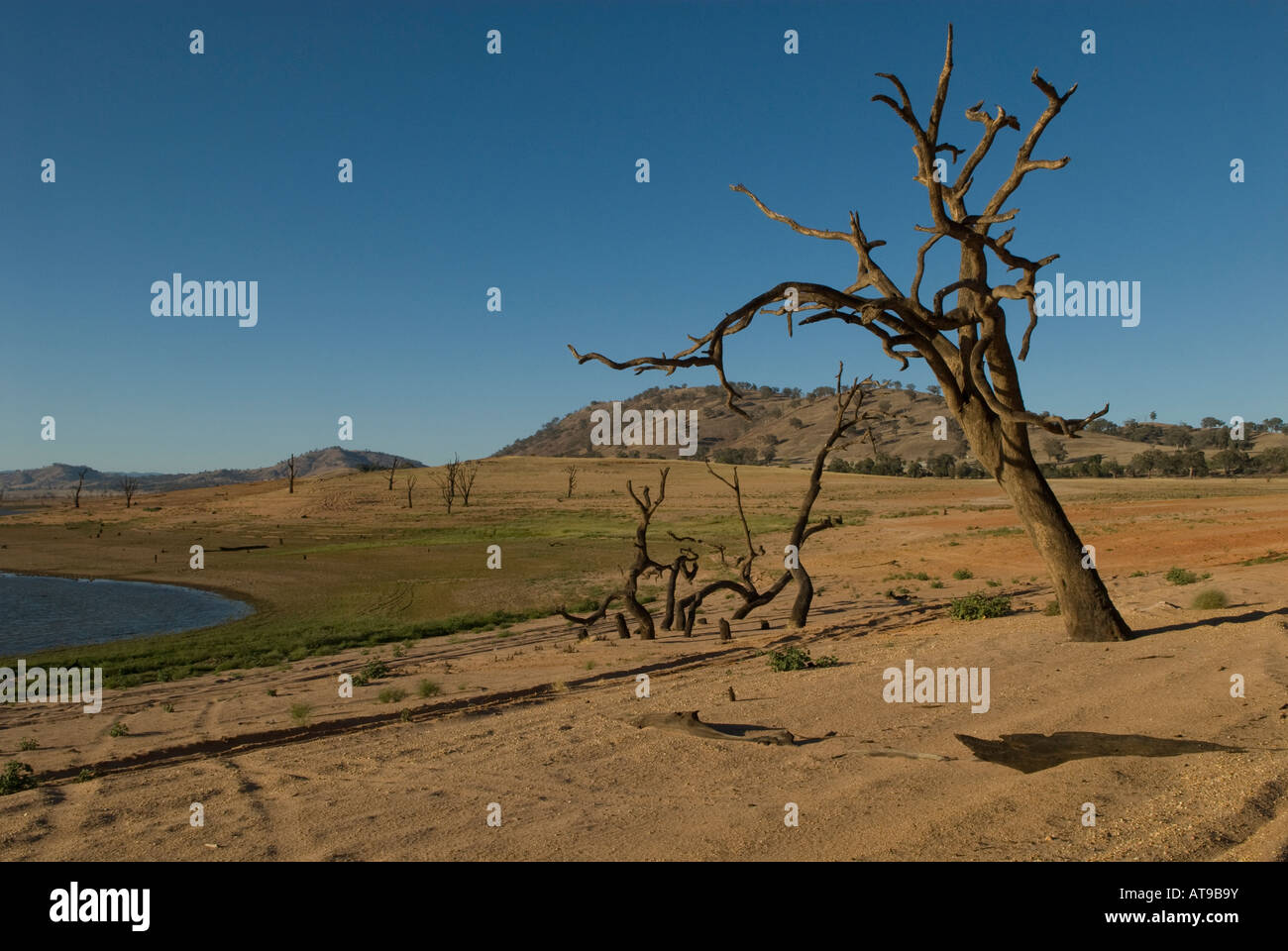 Drought Trees Australia Stock Photo - Alamy
