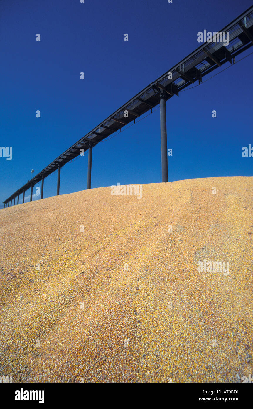 corn for cattle feed California Stock Photo - Alamy