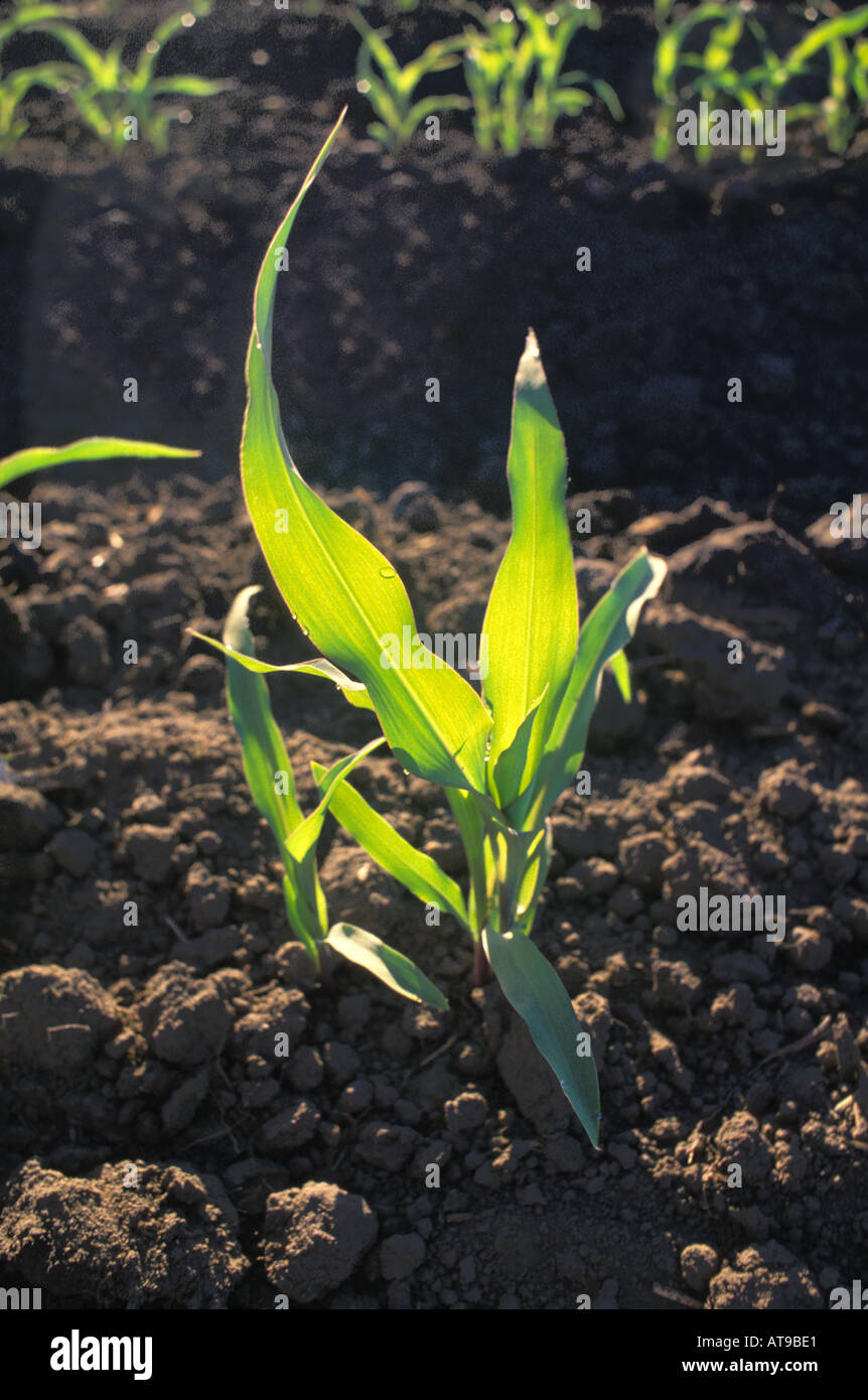 immature corn plant California Stock Photo - Alamy