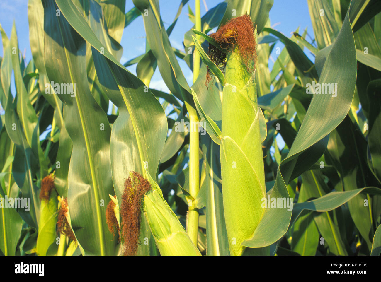 ears of corn California Stock Photo - Alamy
