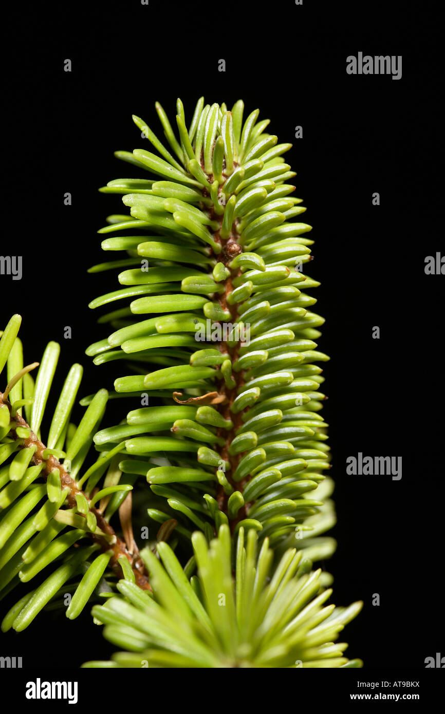 Conifer Tree, Close up of new shoots Stock Photo - Alamy