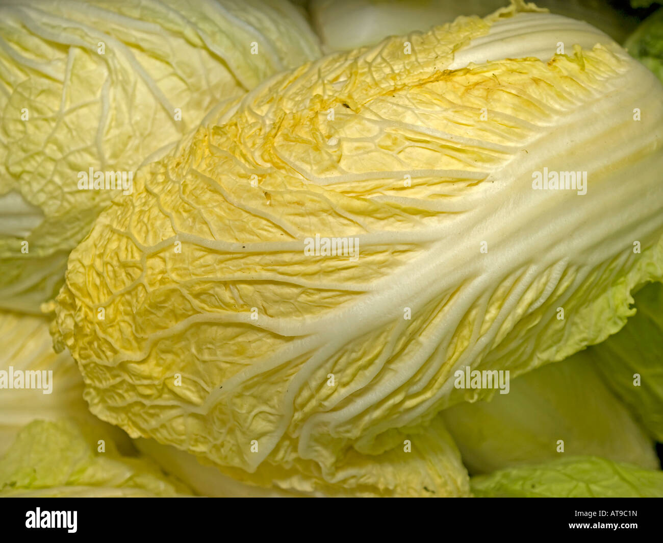 Brassica pekinensis hi-res stock photography and images - Alamy