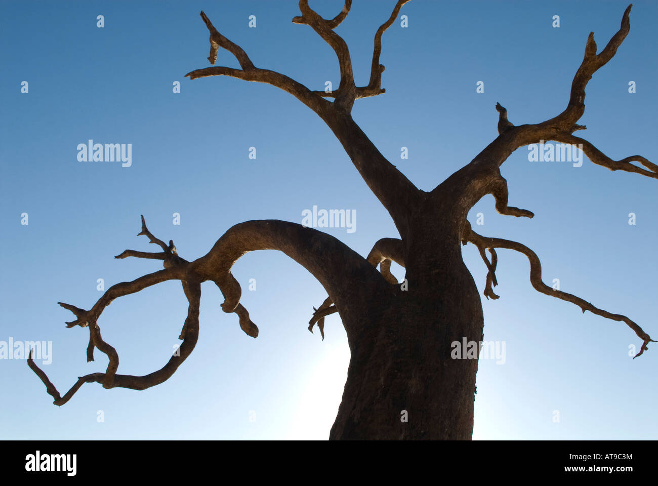 Drought Trees Australia Stock Photo - Alamy
