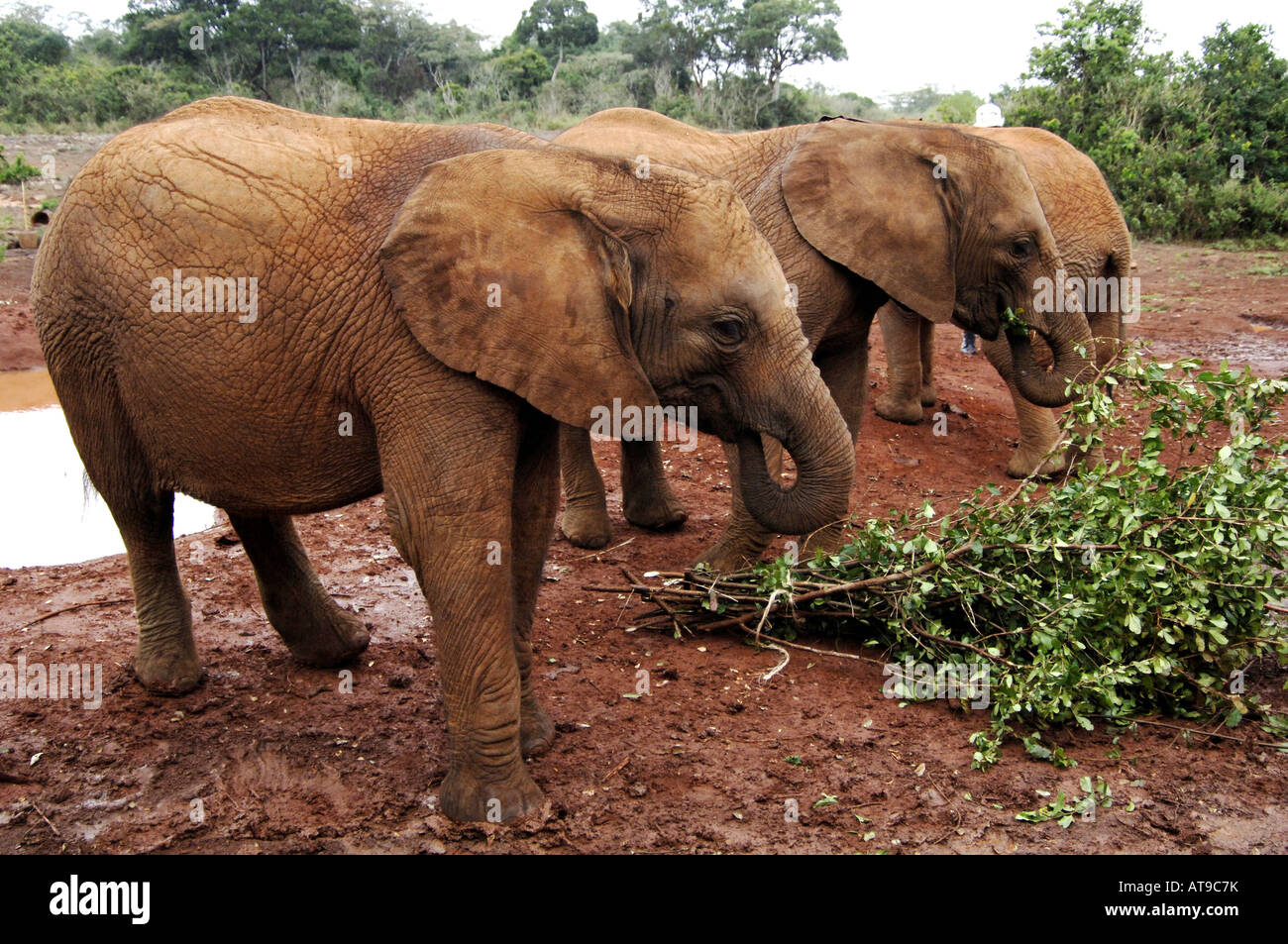 Orphaned elephants at the elephant orphanage that is run by The David ...