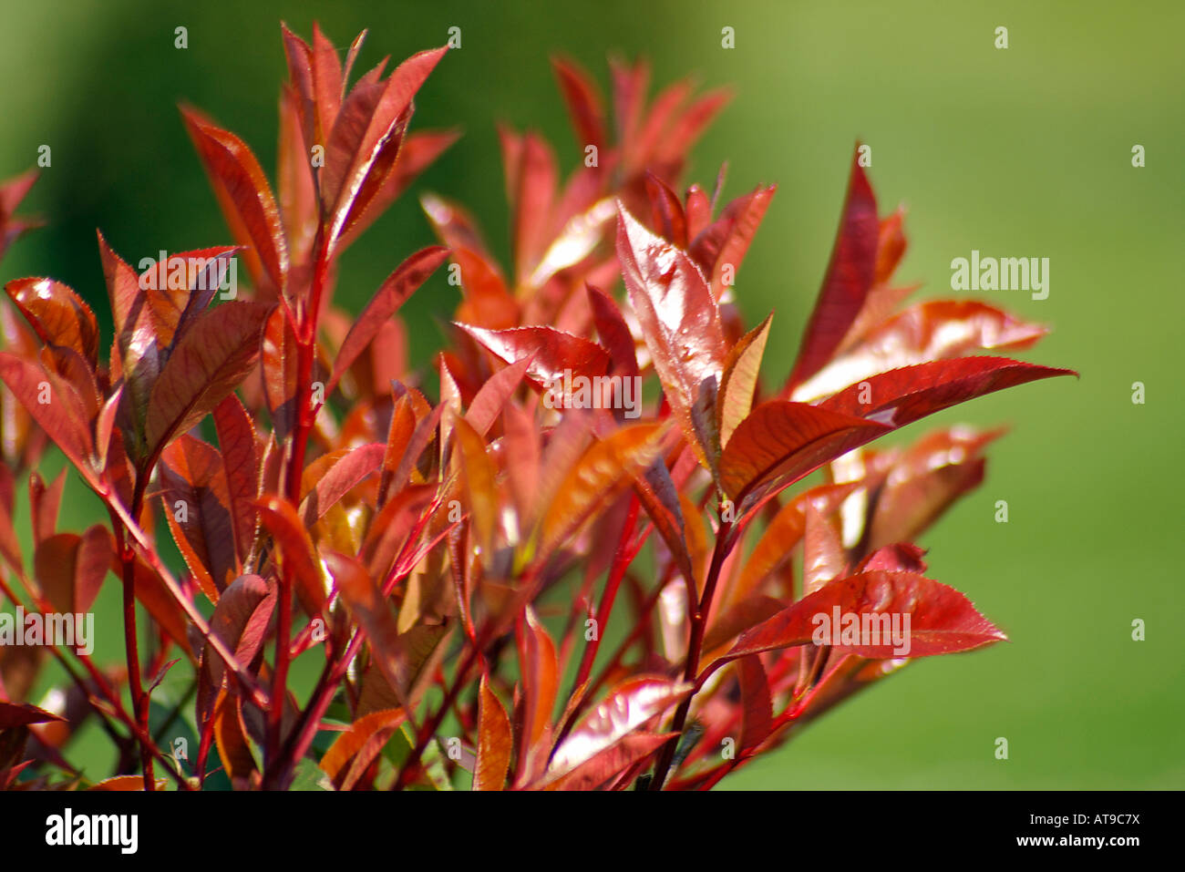 bush with red leaves over a bottom of blur green grass Stock Photo - Alamy