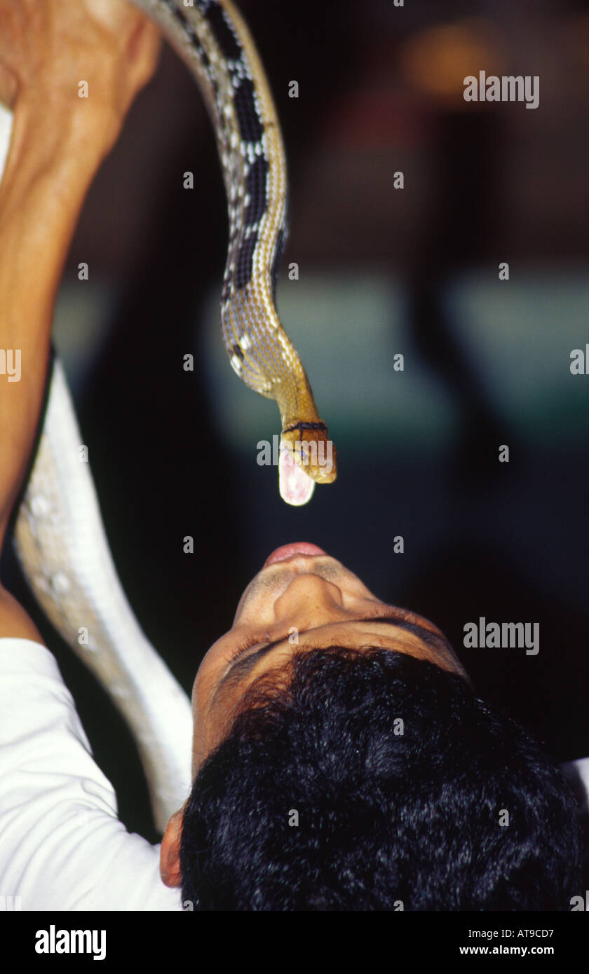 Man and snake hi-res stock photography and images - Alamy