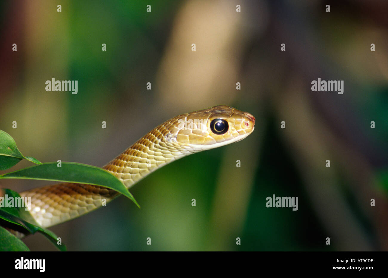 Head of a snake hi-res stock photography and images - Alamy