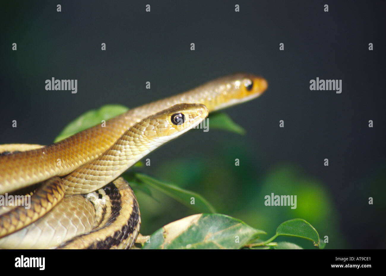 Snakes close hi-res stock photography and images - Alamy