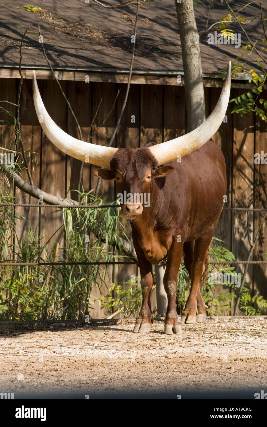 Sanga cattle hi-res stock photography and images - Alamy