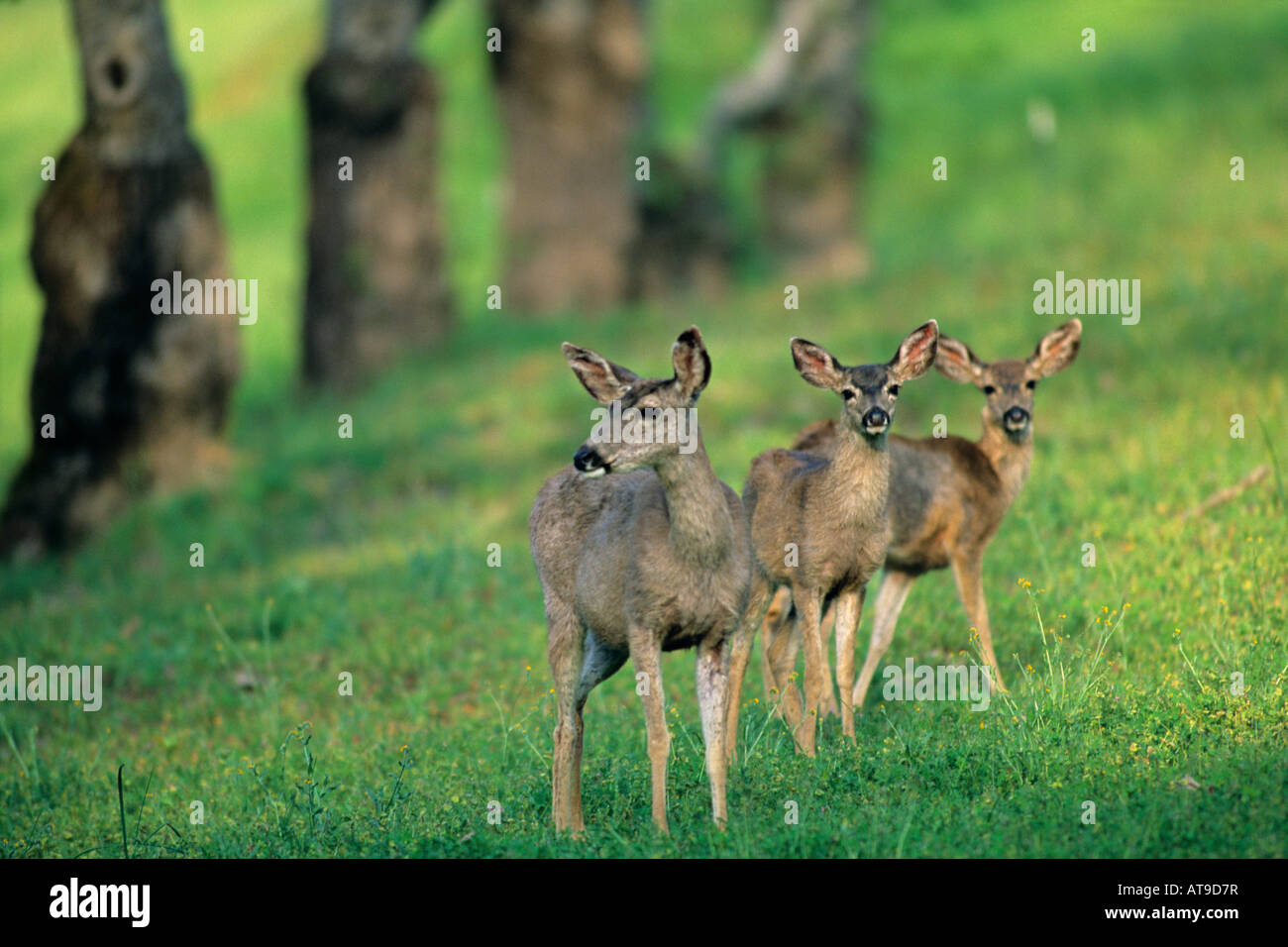 Fawn colour hi-res stock photography and images - Alamy