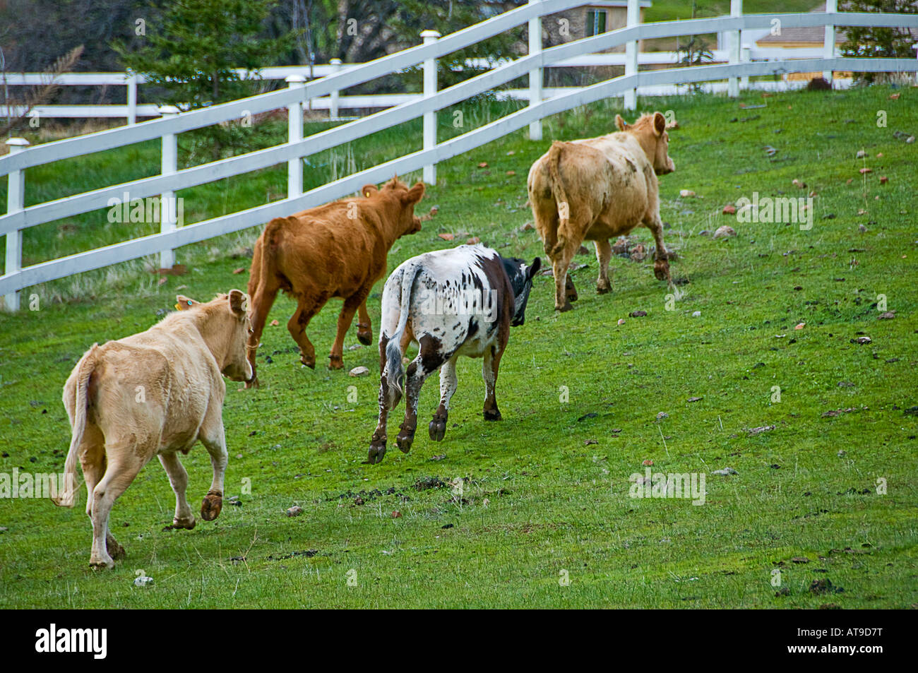 Four Cows Heading Home Stock Photo - Alamy